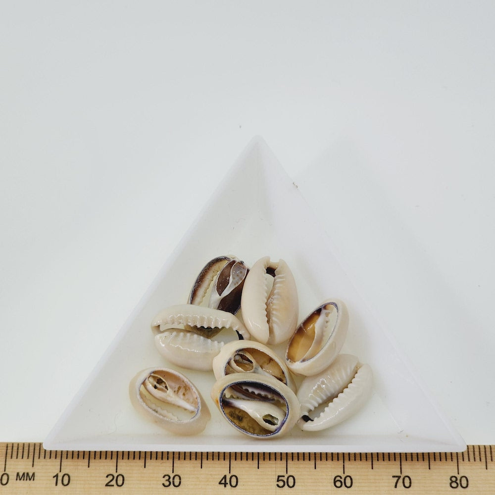 Cowrie CUT Shells (25 grams) - Cream & Purple – Bead Shack